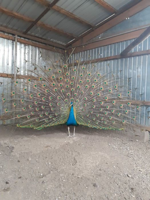 Pauni maturi si pui Buzau • OLX.ro