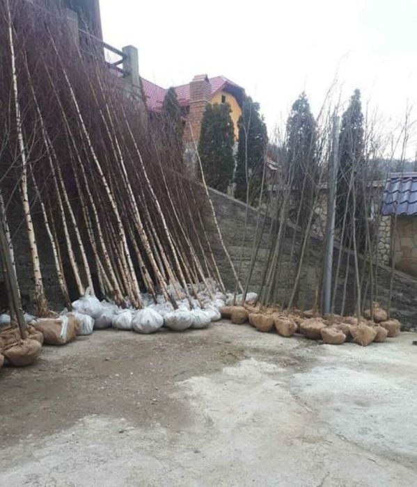 Copacii stejar roșu tei mesteacăn platan Tomesti • OLX.ro