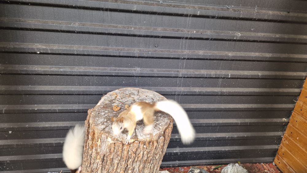 Veverite panda 2023 Iasi • OLX.ro