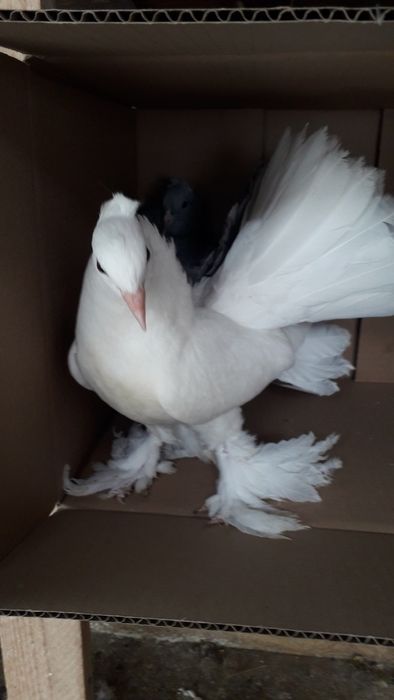 Vînd porumbei indieni 50ron bucata Pitesti • OLX.ro