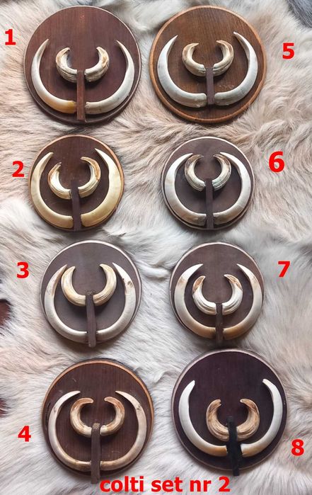 Trofeu/trofee/colti de mistret seturi Biharia • OLX.ro