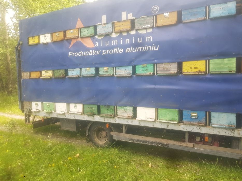 Stupină de vanzare Lalosu • OLX.ro