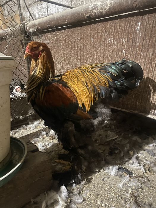Brahma pui de 2024 Drobeta-Turnu Severin • OLX.ro