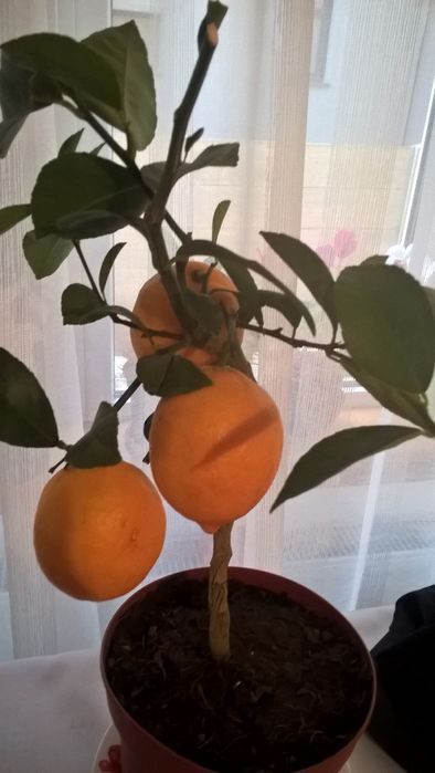 Lamai, Smochini, Lamaii, Lamai pe Rod, Lamai cu Fructe 3-5-10 Ani ...