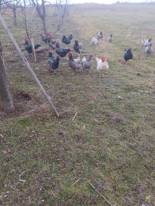 Vand oua gaini Italiene Oradea • OLX.ro