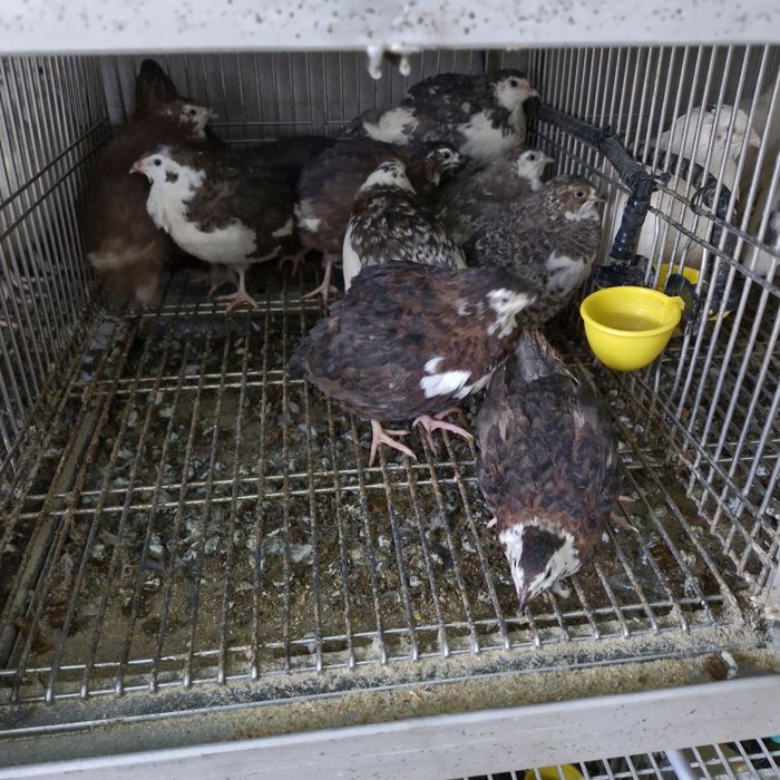 Prepelite polare mature, Floresti • OLX.ro