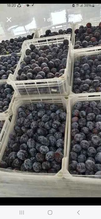 Prune din Livadă proprie cu preț real de producător! Petrosani • OLX.ro