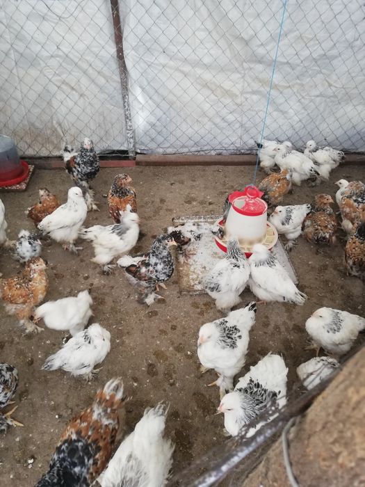 Pui de vânzare brahma 50lei bucata Chiselet • OLX.ro