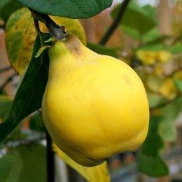 Pomi fructiferi clasici soiuri de gutui Ciumbrud • OLX.ro