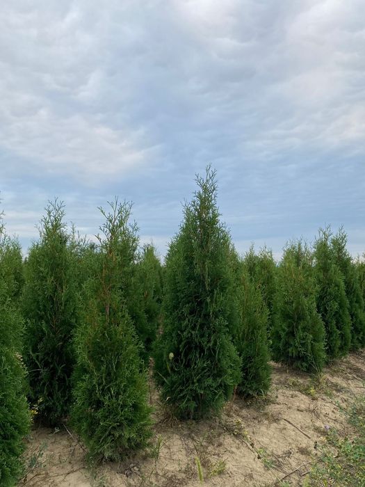 Tuia columnaris,smaragd Bacau • OLX.ro