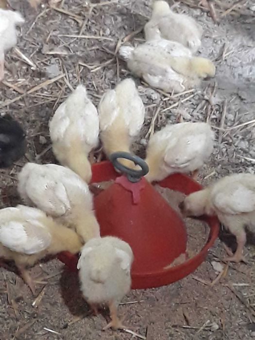 Pui albi zburati Panciu • OLX.ro