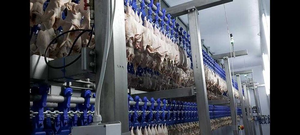 Ferma pui de carne si abator pasari Macin • OLX.ro