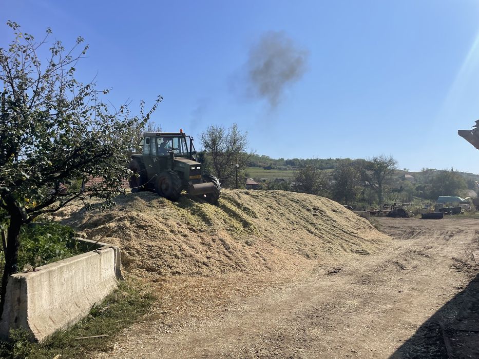 Porumb siloz recolta 2024 Axente Sever • OLX.ro