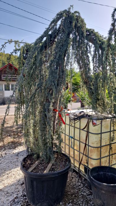 Cedru pendular , deținem orice specie de plante ornamentale Ilfov ...