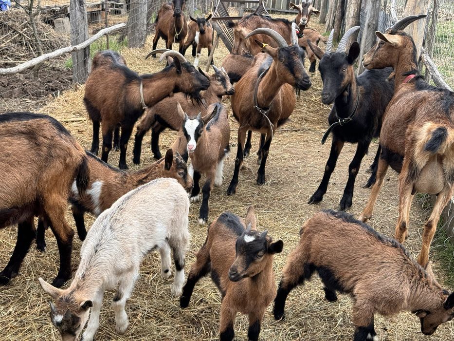 Vand 11 capre Alpine Franceze gestante(+1 tap) Baldovinesti • OLX.ro