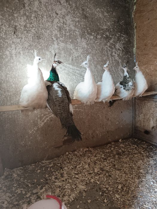 Pui păuni ,Albi și arlechin Hapria • OLX.ro