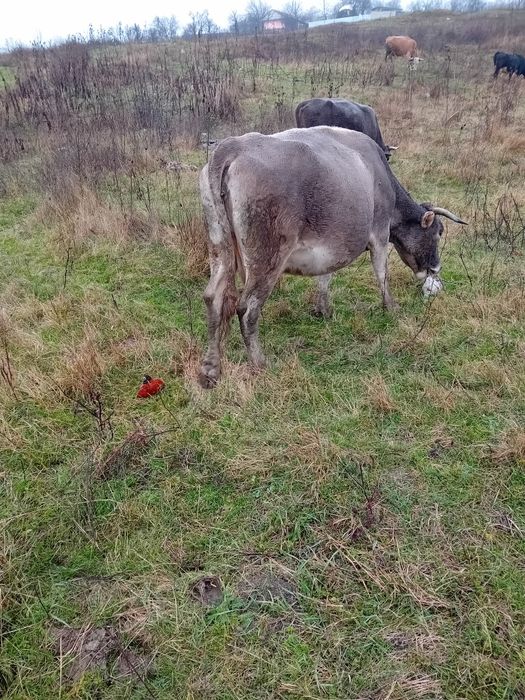 De vanzare 3 vaci Ghidion • OLX.ro