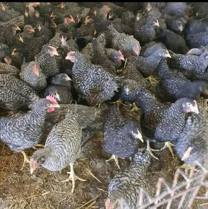 Vând puii de carne,puii porumbac . Bacau • OLX.ro