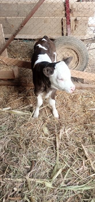 Vînd Vițeauă ... Ohaba-Forgaci • OLX.ro