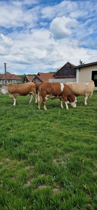 Vand vaci și junici gestante. Baltata Romaneasca Pojorata • OLX.ro