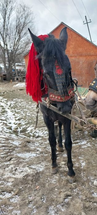 De vânzare manza Pomarla • OLX.ro