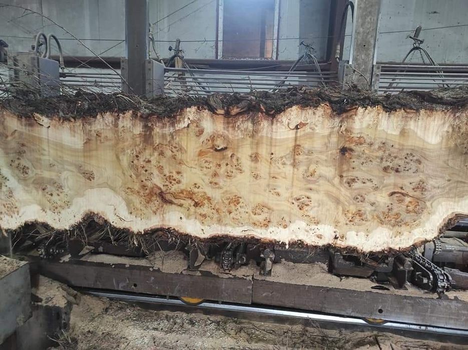 Plop negru bubos- blaturi Ilfov Chitila • OLX.ro