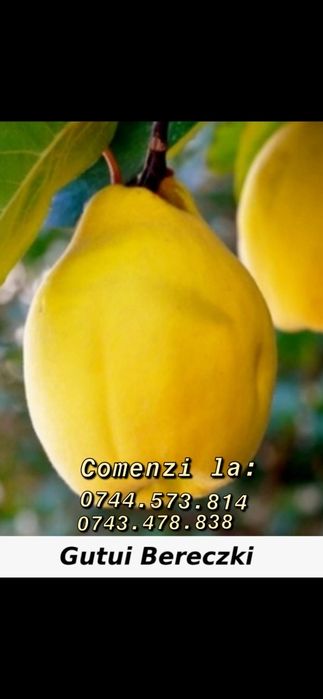 Nuci Chandler Paulownia Spalieri otel zincat noi.Mar.Alun.Ciresi.Gutui ...