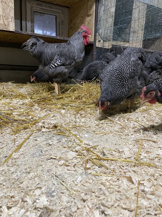 Pui de gaina pui de rasa pui de o zi oua incubat Barat Bresse Brahma ...