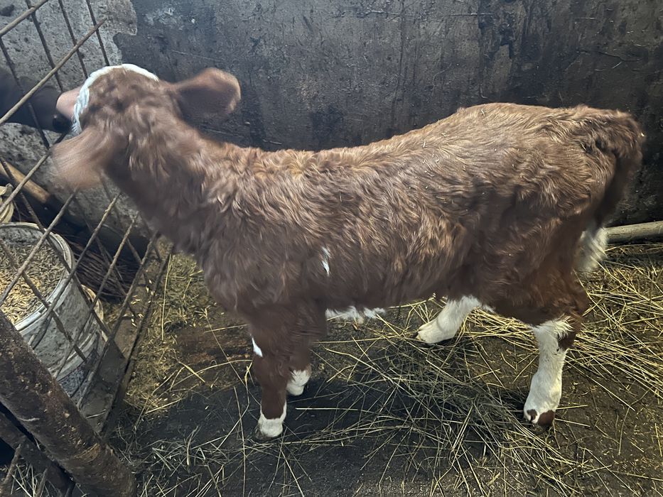 Vand vitica de rasa Reghin • OLX.ro