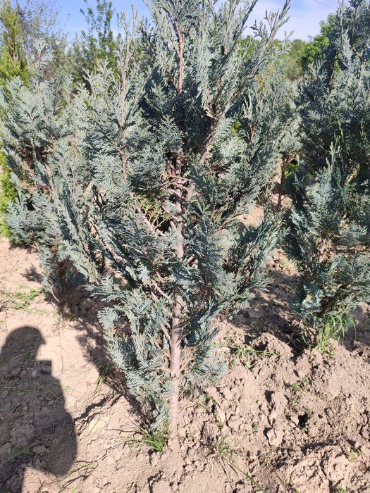 Chiparos albastru Van Pelt"s Blue 1.4m, din pepiniera Targoviste • OLX.ro