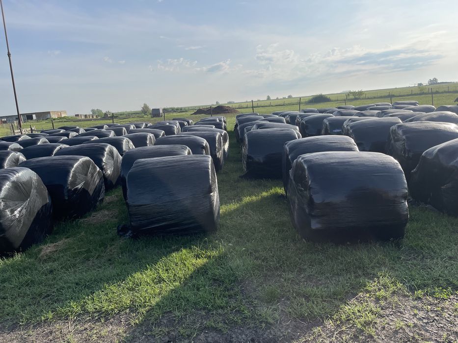 Baloti orz, grau, lolium, baloti semifan lucerna, borceag sau lolium ...