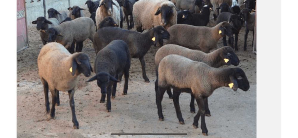 Miei , Berbeci si oi carabase rasa pura Spantov • OLX.ro