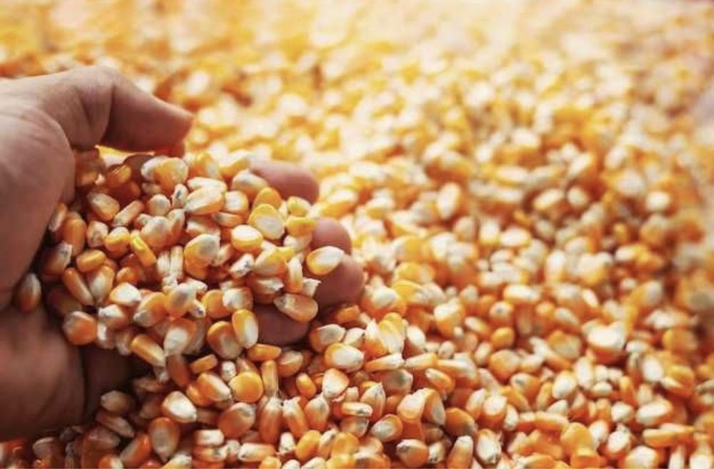 Porumb grau floarea soarelui tarte srot soia mazare orzoaica uruiala ...