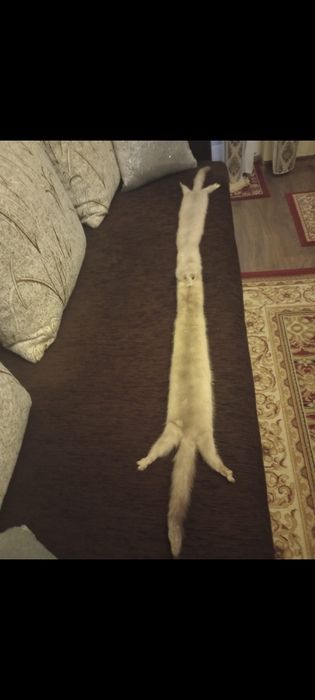 Guler blana vulpe argintie Oradea • OLX.ro