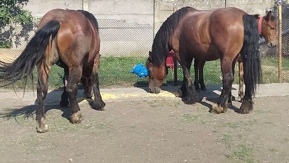 Vand sau schimb cai armăsar si iapa cu manz Jamu Mare • OLX.ro