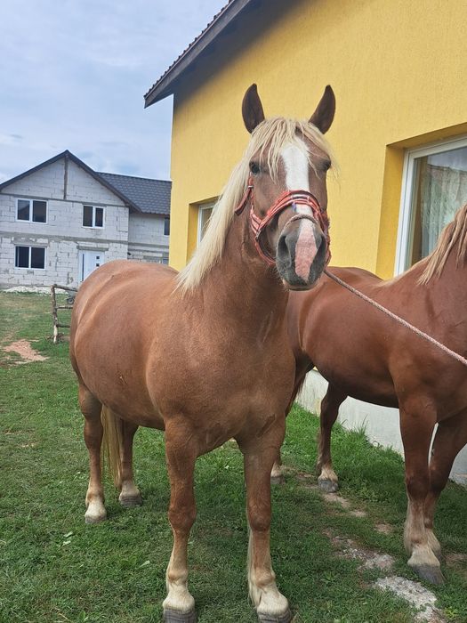 Vând doua iepe blonde bune la ham de 4 și 5 anu cu actele la zi Somcuta Mare • OLX.ro