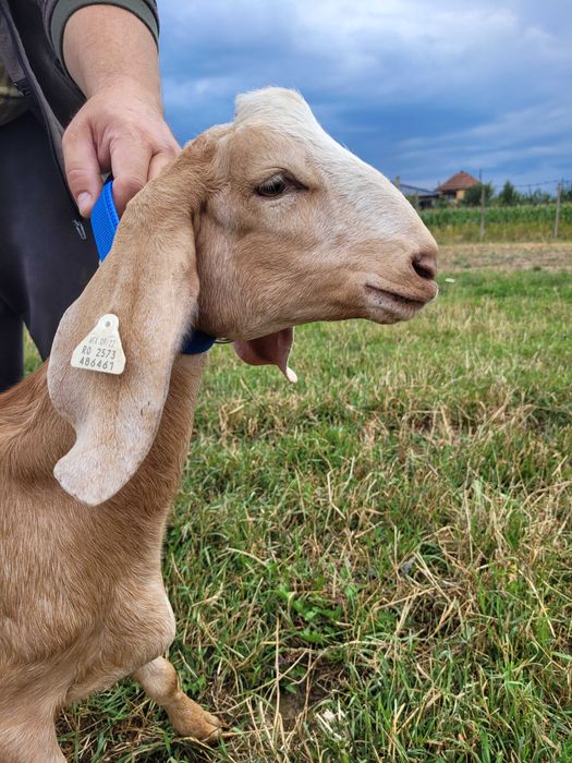 Capre anglo nubiene Alesd • OLX.ro