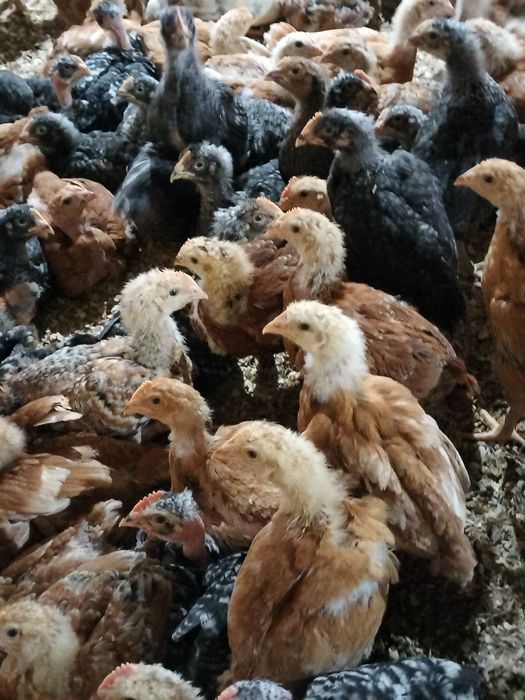 Pui zburati de gaina si dr curca Malureni • OLX.ro