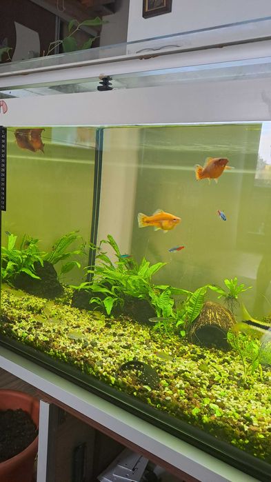 Pesti acvariu . Xifo Voluntari • OLX.ro