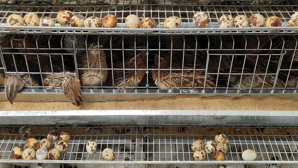 Prepelite de vanzare de la 1 zi la 8 saptamani cele mai bune preturi ...