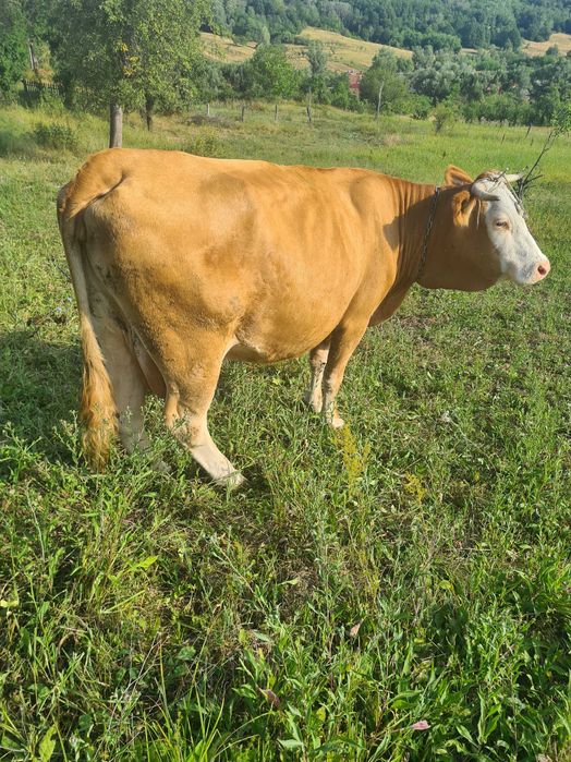 Vand 2 vaci pentru abator Logresti • OLX.ro