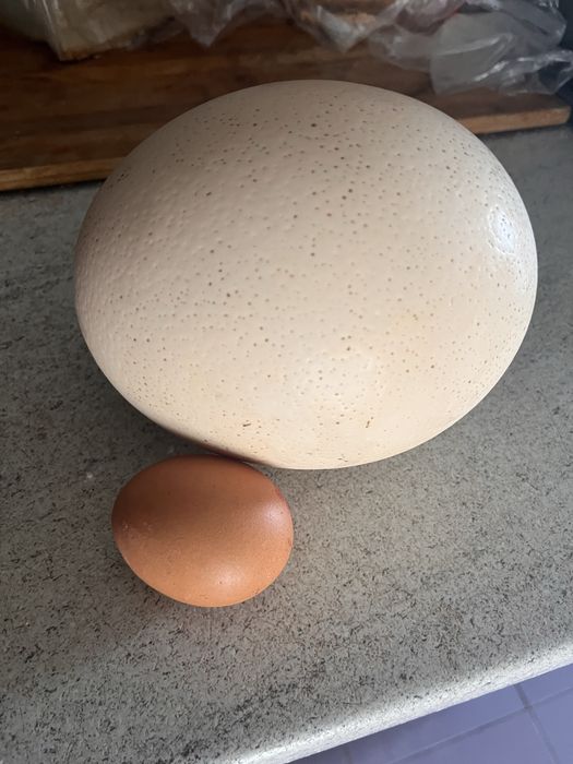 oua de struti de vanzare ' Anunturi ' OLX.ro