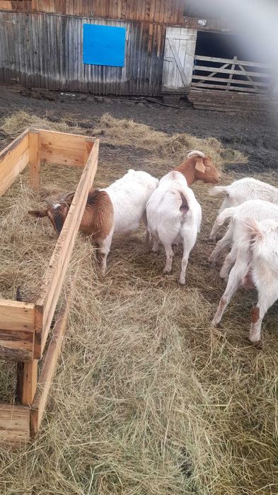 De vanzare capre Buren (boier) Miercurea-Ciuc • OLX.ro