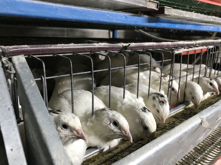 Prepelite polar gigant Darasti-Ilfov • OLX.ro