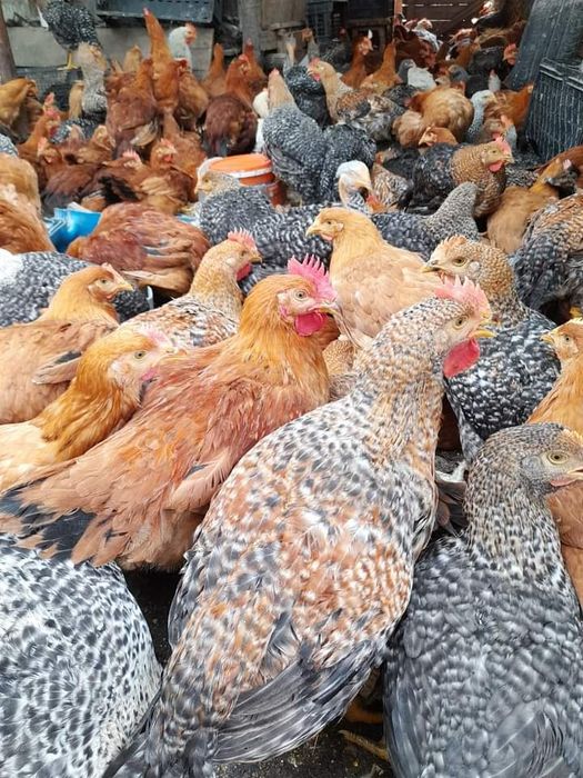 De vânzare pui și pasari Gologanu • OLX.ro