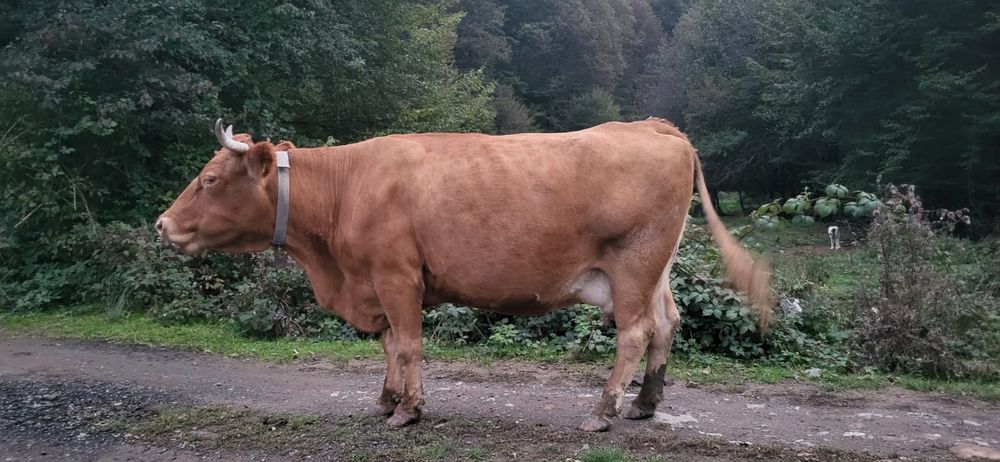 Vând vaci Balțată Românească Madrigesti • OLX.ro