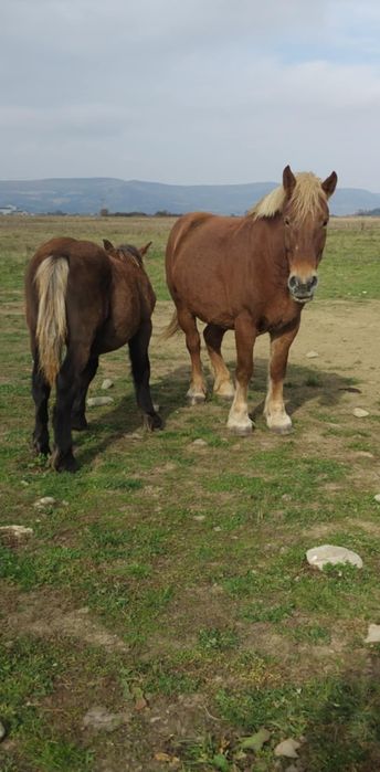 Iapă neagră și ıapă cu mânz de vânzare Avrig • OLX.ro