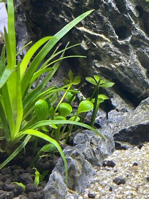 Plante pentru acvariu pesti Catelu • OLX.ro