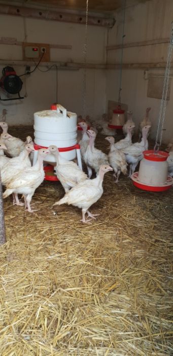 pui de curca big de vanzare ' Anunturi ' OLX.ro