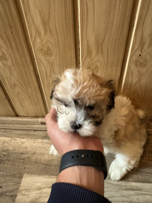Pui de Bichon Havanez Radauti • OLX.ro